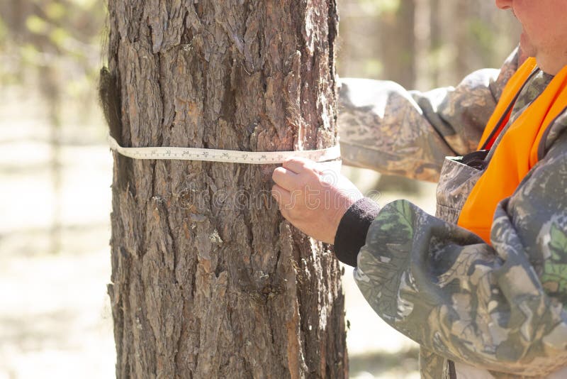 A Forest Engineer Conducts a Survey of the Forest for Logging Stock ...