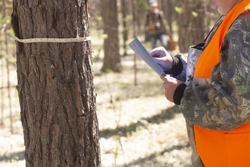 A Forest Engineer Conducts a Survey of the Forest for Logging Stock ...