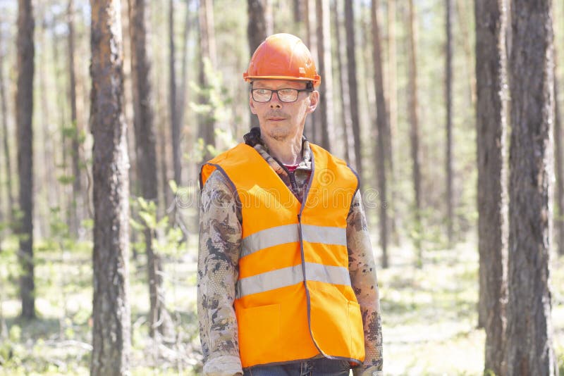 A Forest Engineer Conducts a Survey of the Forest for Logging Stock ...