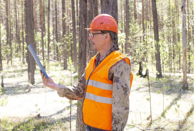 A Forest Engineer Conducts a Survey of the Forest for Logging Stock ...