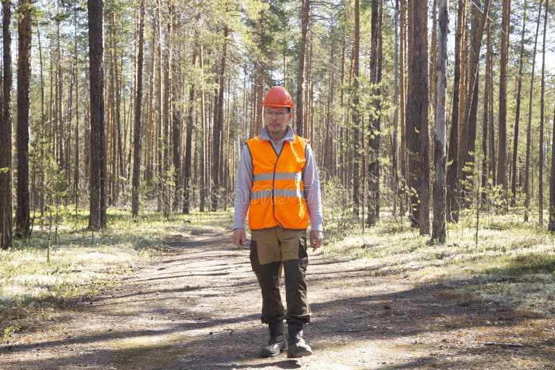 A Forest Engineer Conducts Tree Research in the Forest Stock Photo ...