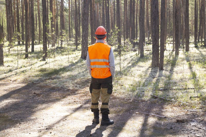 A Forest Engineer Conducts Tree Research in the Forest Stock Image ...