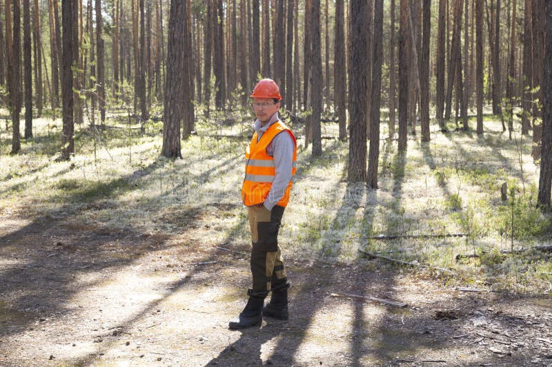 A Forest Engineer Conducts Tree Research in the Forest Stock Image ...