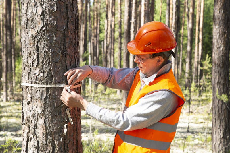 A Forest Engineer Conducts Tree Research in the Forest Stock Image ...