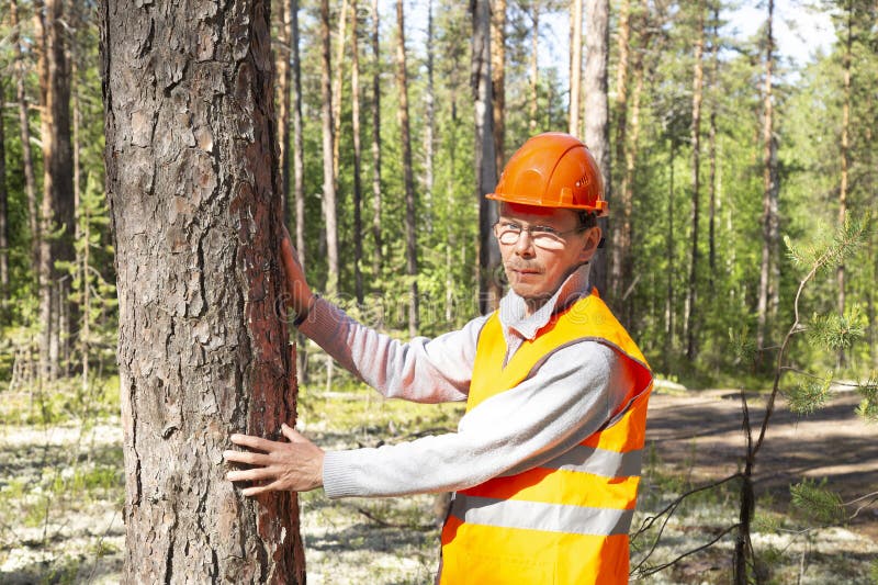 A Forest Engineer Conducts Tree Research in the Forest Stock Image ...