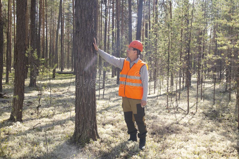 A Forest Engineer Conducts Tree Research in the Forest Stock Photo ...