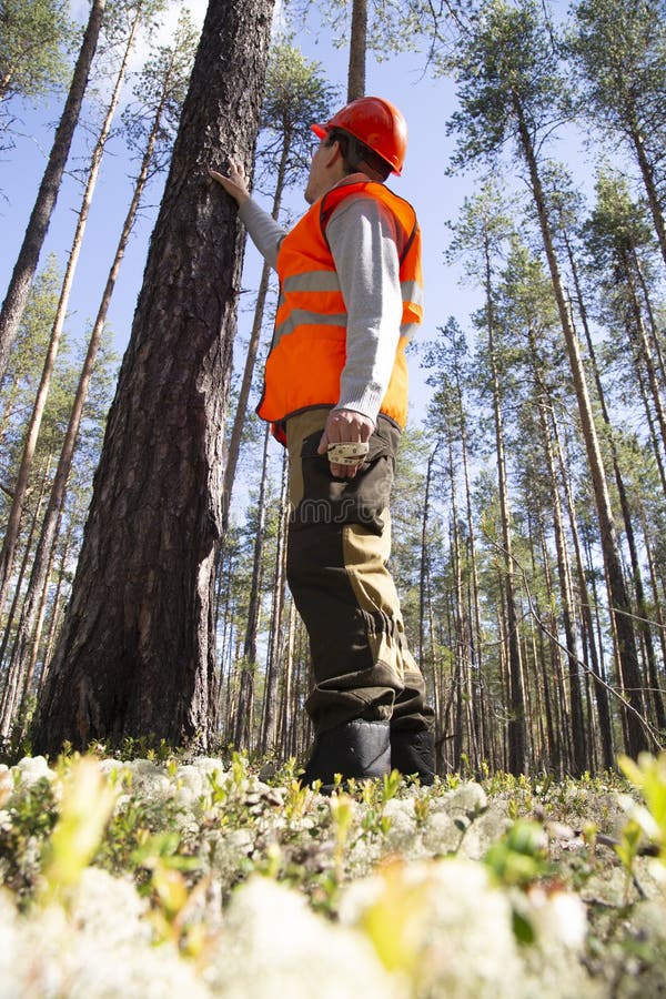 A Forest Engineer Conducts Tree Research in the Forest Stock Image ...