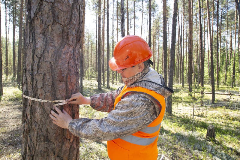 A Forest Engineer Conducts Tree Research in the Forest Stock Photo ...