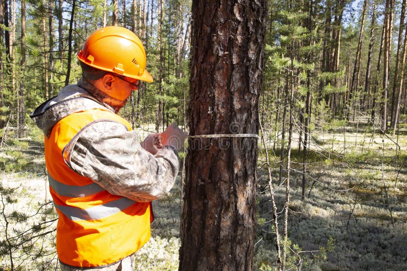 A Forest Engineer Conducts Tree Research in the Forest Stock Photo ...