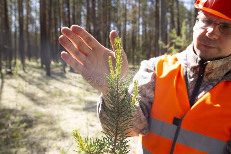 A Forest Engineer Conducts Tree Research in the Forest Stock Photo ...