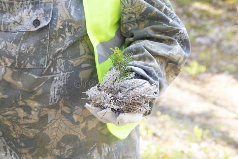 A Forest Engineer is Planting Pine Seedlings in the Forest Stock Image ...