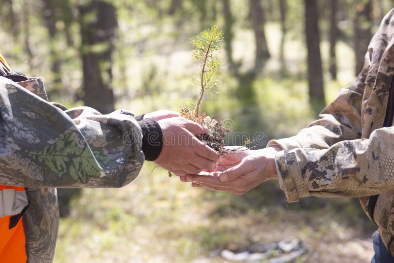 A Forest Engineer is Planting Pine Seedlings in the Forest Stock Image ...