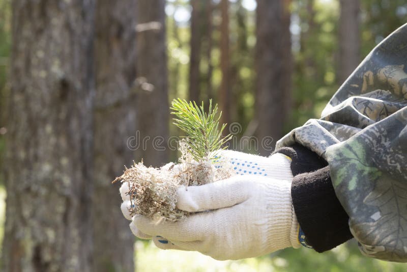 A Forest Engineer is Planting Pine Seedlings in the Forest Stock Photo ...