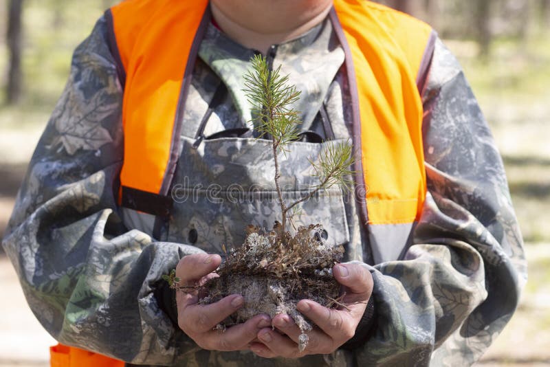 A Forest Engineer is Planting Pine Seedlings in the Forest Stock Photo ...