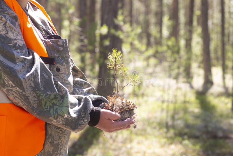 A Forest Engineer is Planting Pine Seedlings in the Forest Stock Image ...