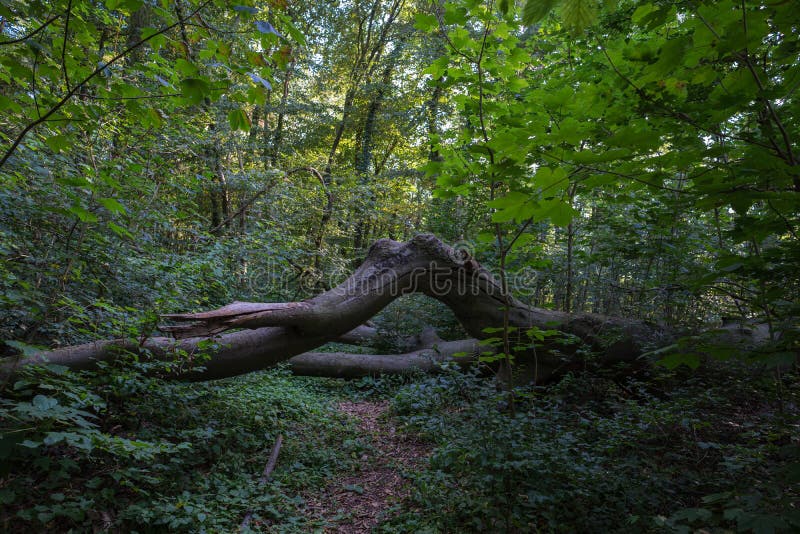 The Forest on the Ennert, a Fallen Tree Over a Path. Stock Image ...