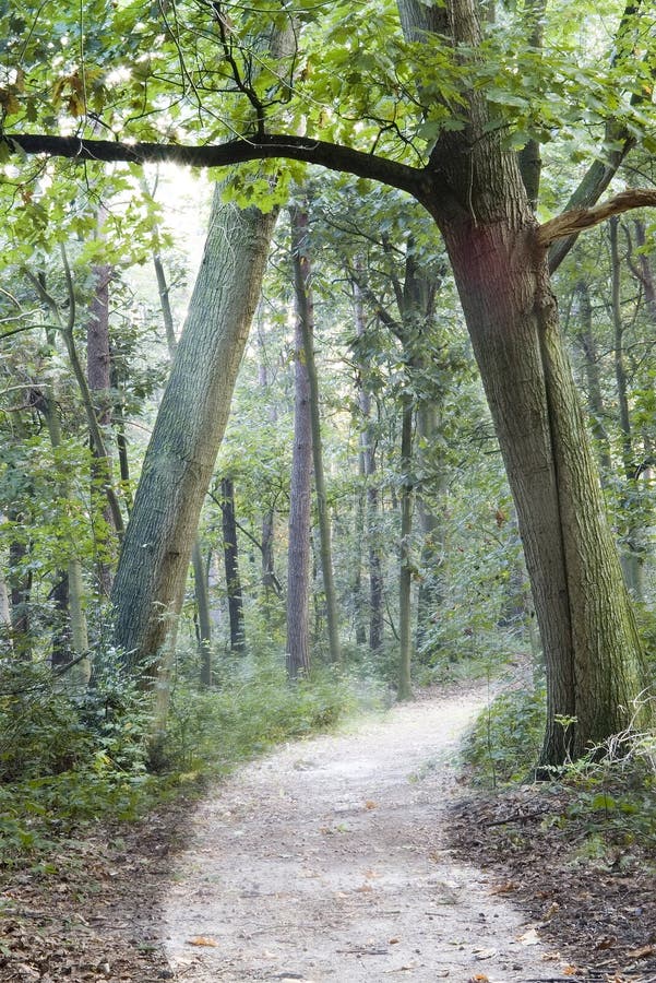 Wild Path Entrance in Forest Stock Photo - Image of green, forest: 4701962