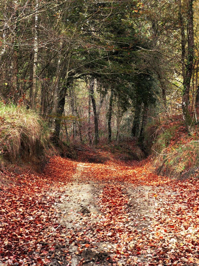 Forest entrance stock image. Image of autumn, green, entrance - 28754013