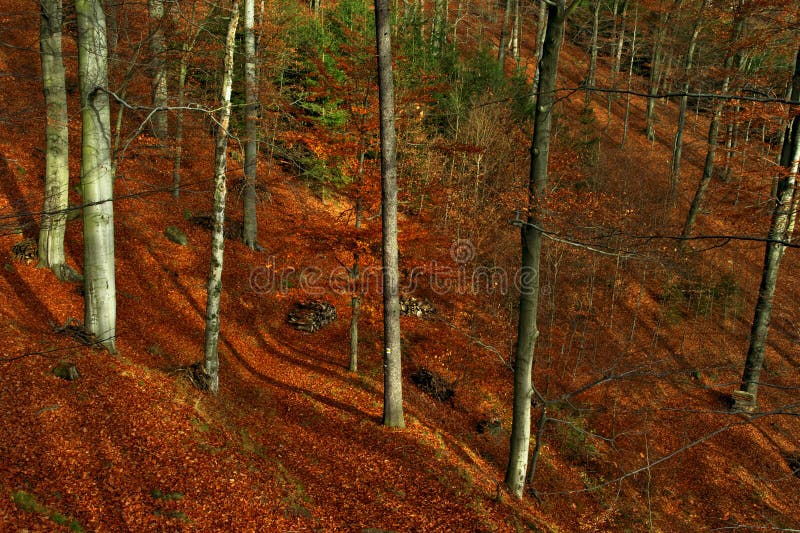 Forest environment stock photo. Image of autumnal, forest - 11833112