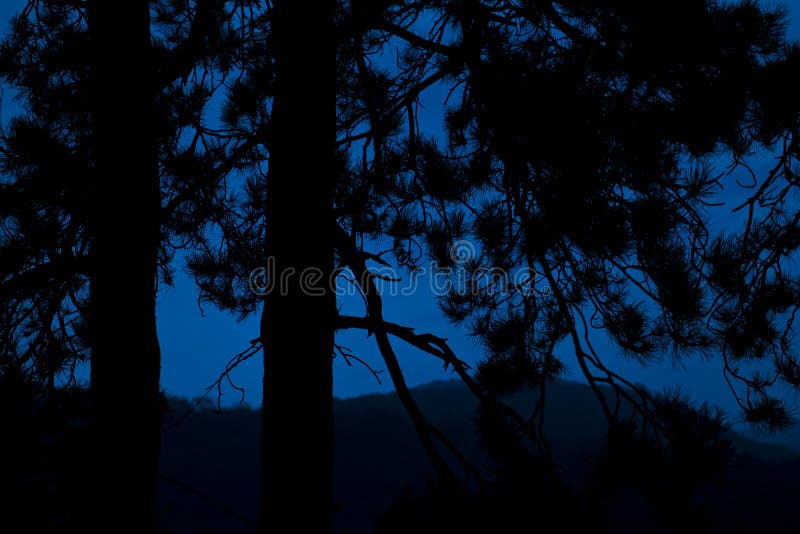 Forest in the Evening. Blue Background with Trees Stock Image - Image ...