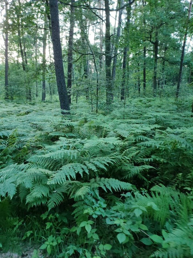 Forest, Evening, Trees, Walk, Grass, Green Forest Stock Image - Image ...