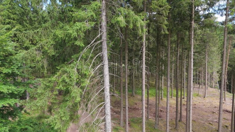 Forest with Evergreen Conifer Trees, Climate Change, Global Warming ...