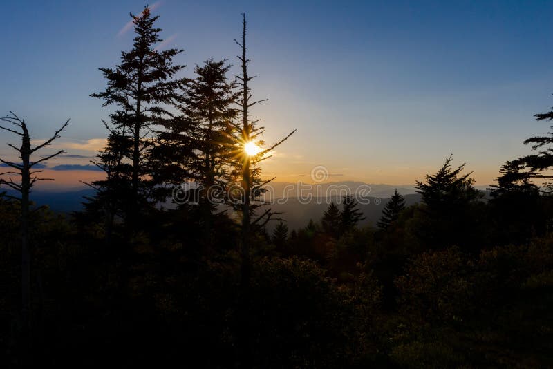 Forest of Evergreen Trees Against a Sunset Sky Stock Photo - Image of ...