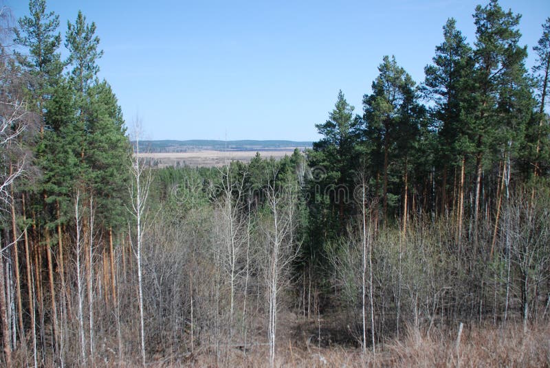 Forest with Evergreen Trees, View from the Top of the Mountain Stock ...