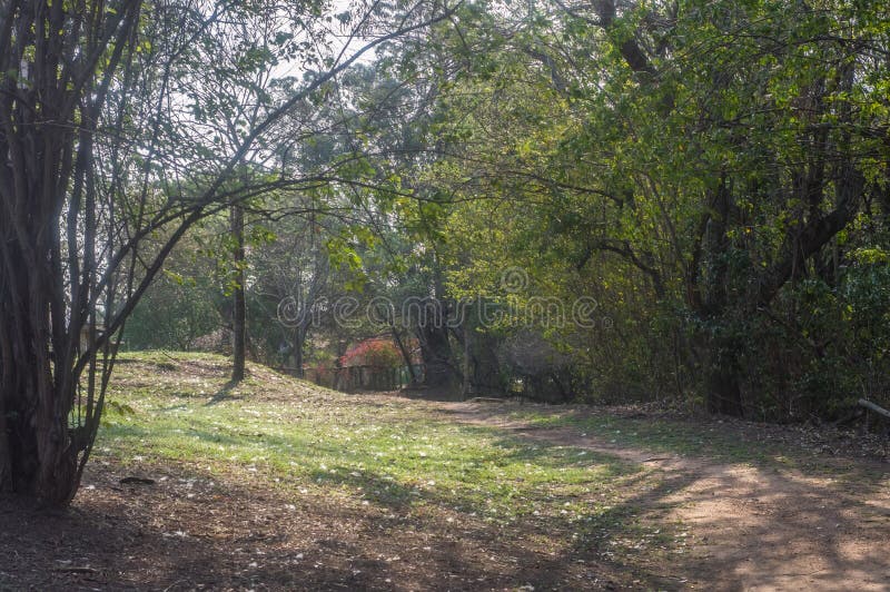 Forest that Evokes Peace and Harmony, Quiet Place with Copy Space and ...