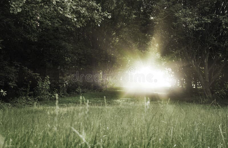 Forest exit stock image. Image of trees, dense, garden - 44199449