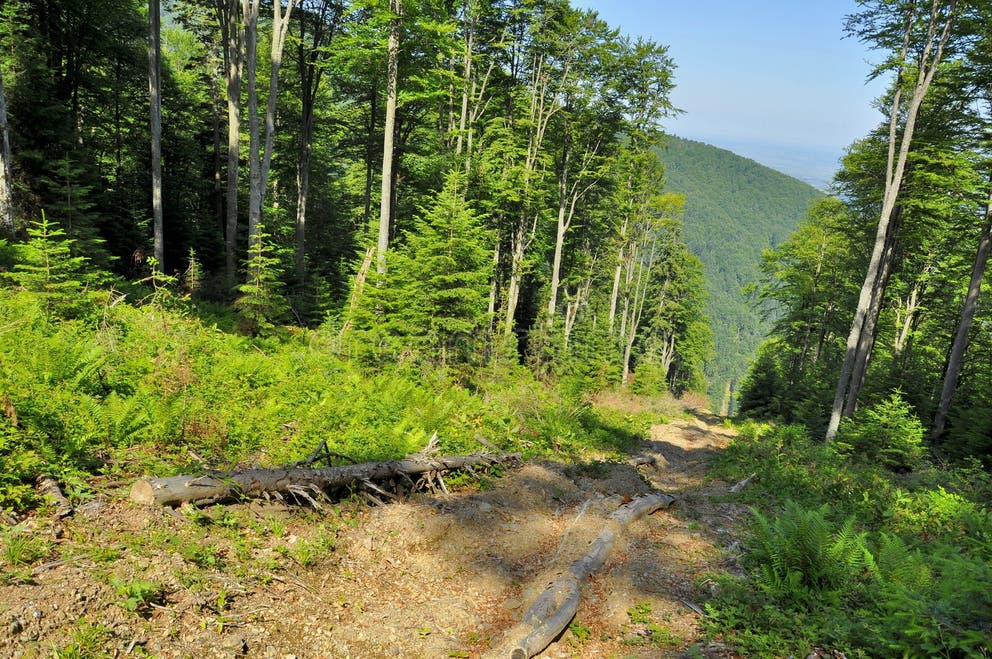 Forest Exploitation path stock image. Image of natural - 37870791