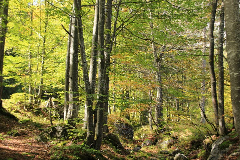 Forest in fall in Austria. stock image. Image of hill - 92655505