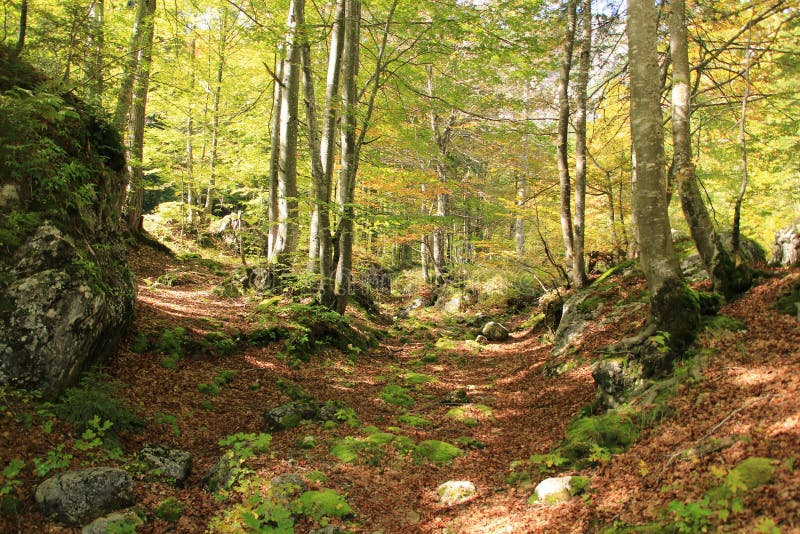 Forest in fall in Austria. stock photo. Image of happiness - 92655708