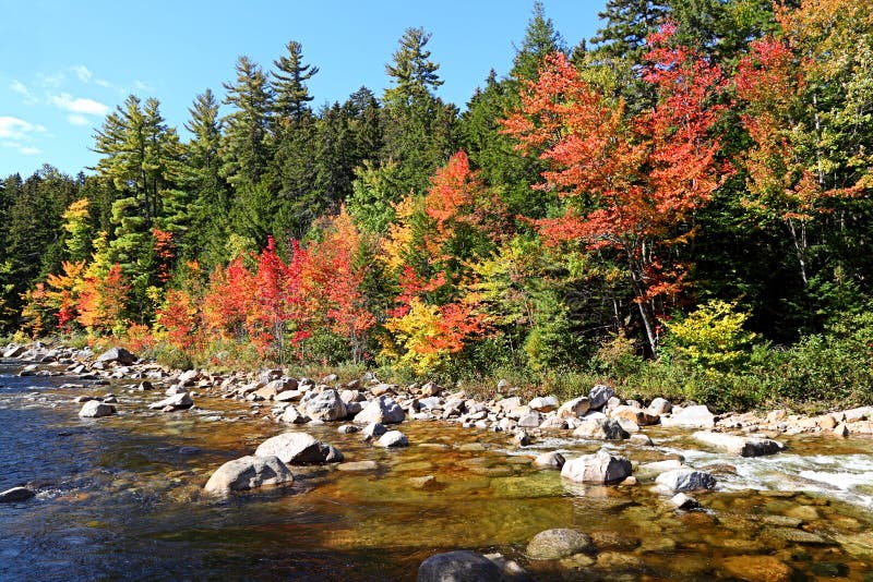 The Forest in Fall stock image. Image of fall, forest - 61452135