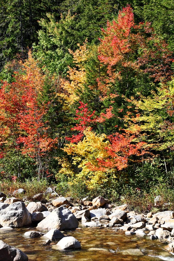 The Forest in Fall stock image. Image of canopy, natural - 61452185