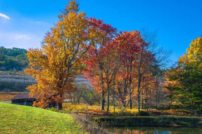 Forest in the Fall stock photo. Image of natural, park - 93701192
