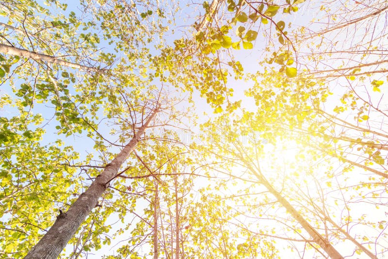 The Forest is in the Fall. Dry Tree in Autumn Stock Photo - Image of ...