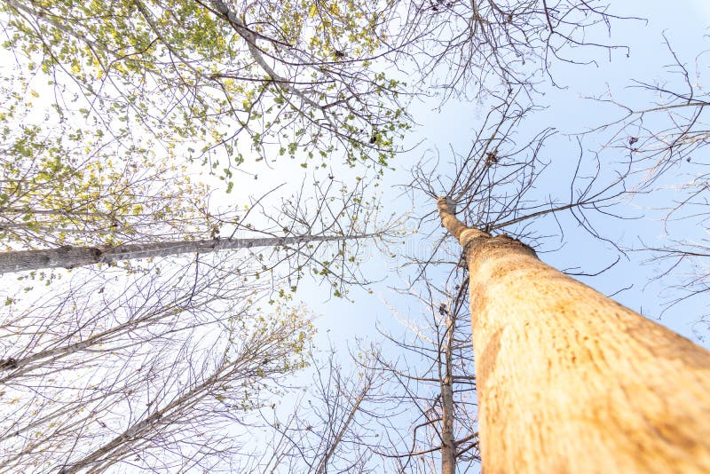 Forest Fall Dry Tree Autumn Straight Outstretched Forests Stock Photos ...