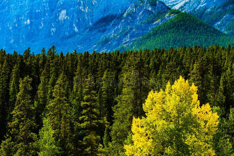 National Park Forest in Fall with Mountains Stock Photo - Image of ...