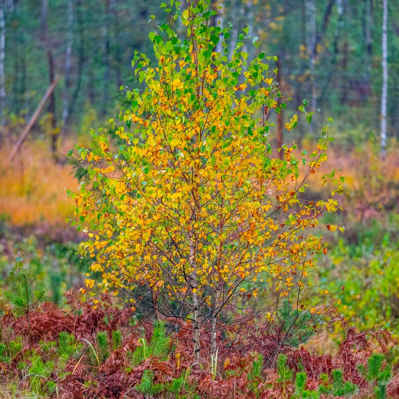 Forest in fall, birch tree stock photo. Image of autumn - 101661958