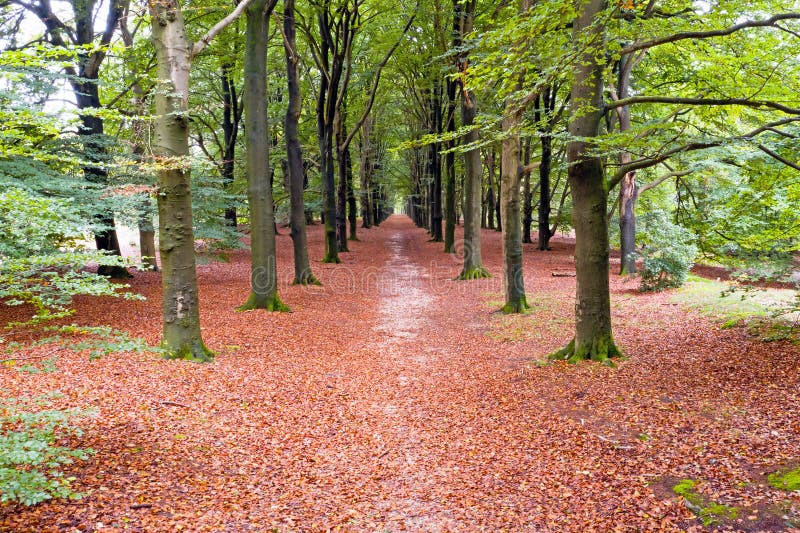 The Dutch Woods in the Netherlands Stock Image - Image of brown ...