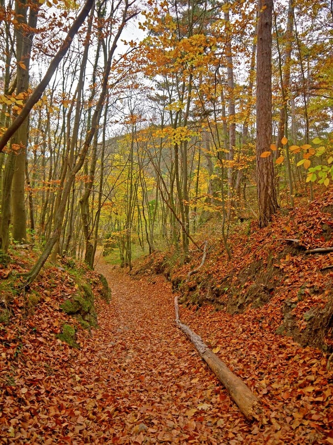 Forest stock photo. Image of fall, autumn, forest, foliage - 34798988