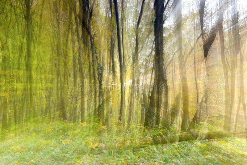 Forest stock photo. Image of nature, leaf, trunk, green - 79045770