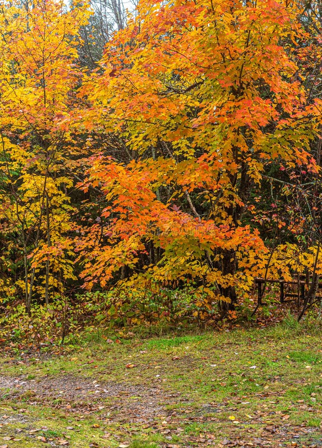 Forest in fall time stock image. Image of landscape - 243565629