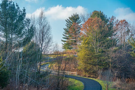 Forest in fall time stock photo. Image of nature, countryside - 211417060