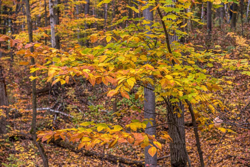 Forest in fall time stock photo. Image of nature, fall - 211417058