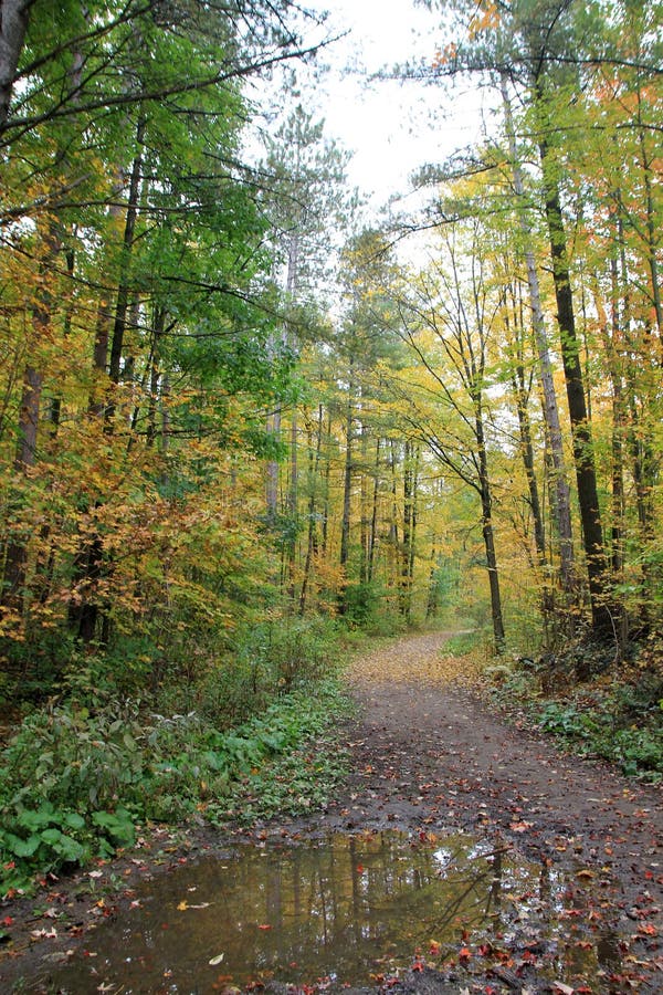 Forest at Fall stock image. Image of forest, tree, grass - 137113247