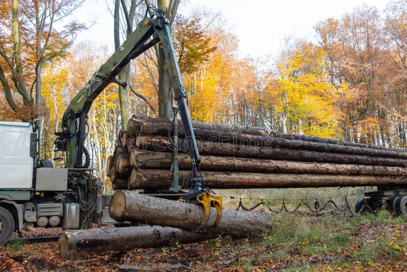 In a Forest a Truck Crane Moves Logs Onto the Truck Stock Photo - Image ...