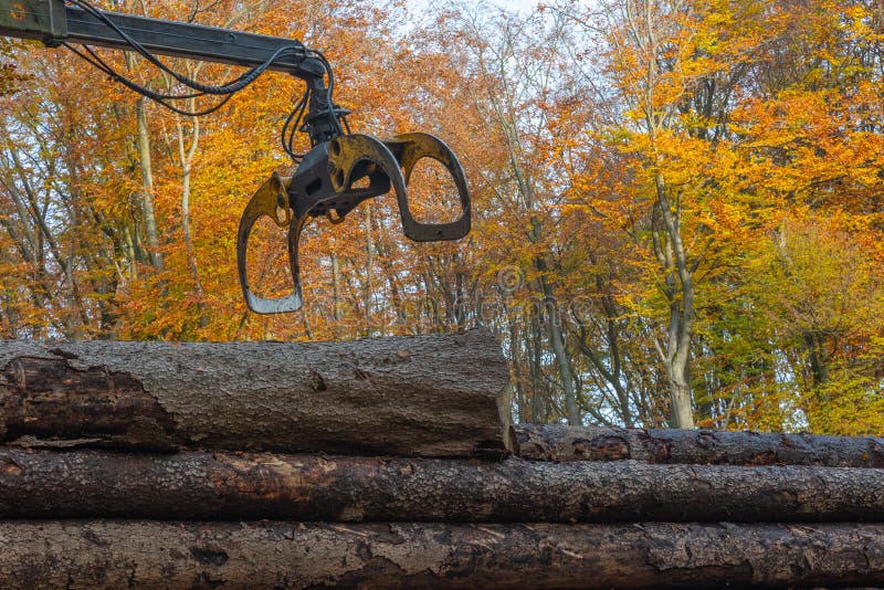 In a Forest a Truck Crane Moves Logs Onto the Truck Stock Image - Image ...