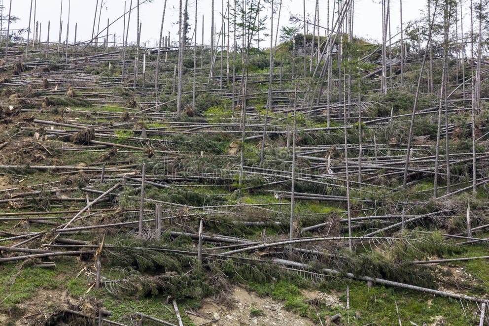 Forest of Fallen Spruce Trees Stock Image - Image of pile, tree: 43821995